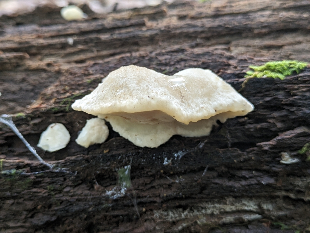 White Cheese Polypore from Seneca Residence Hall, Vestal, NY 13850, USA ...
