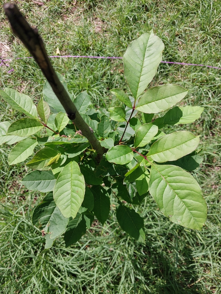 Shamel Ash from Centro histórico de Morelia, 58000 Morelia, Mich ...