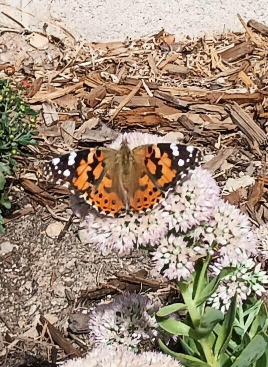 Painted Lady in September 2023 by D Brethauer. On Autumn Joy sedum ...