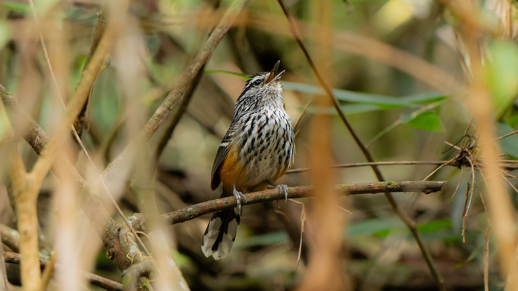 Ochre-rumped Antbird in September 2023 by Ricardo Mitidieri · iNaturalist