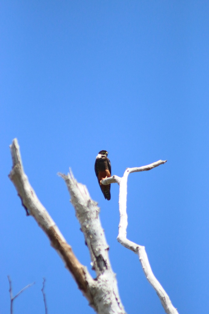 Bat Falcon from Tulum Municipality, Quintana Roo, Mexico on August 12 ...