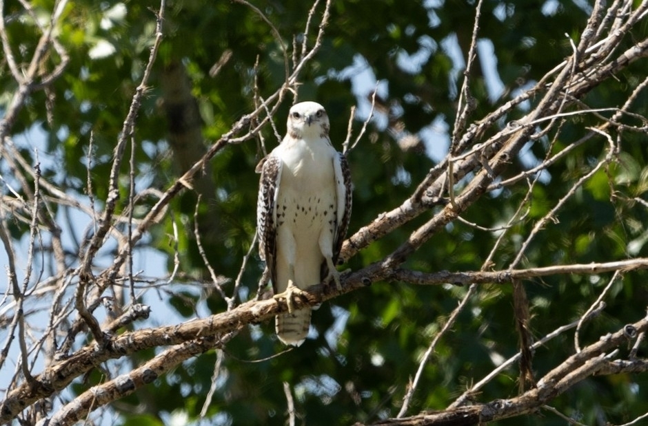 Krider's Red-tailed Hawk from Denver, CO 80239, USA on September 6 ...