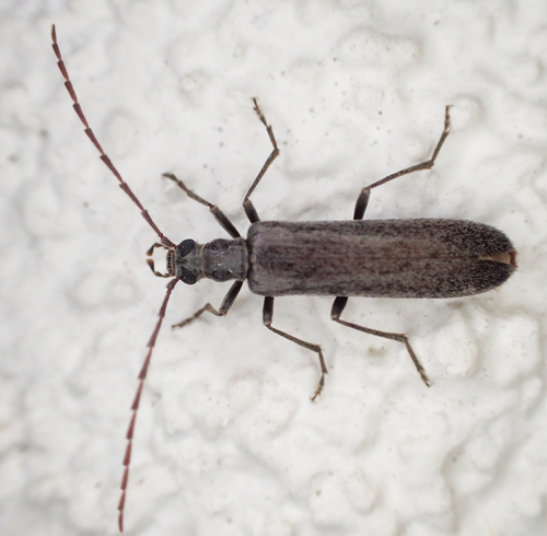 Género Calopus · iNaturalist Mexico