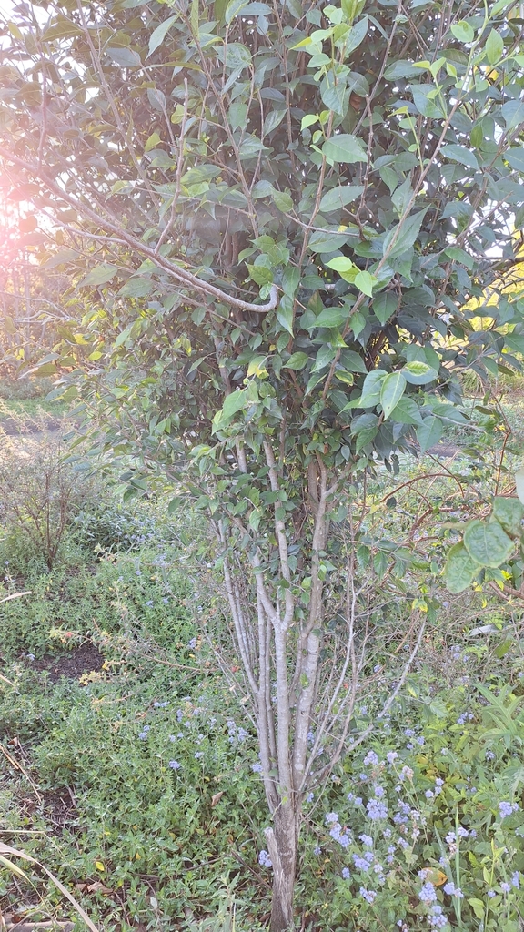 whalebone tree from Currumbin Valley QLD 4223, Australia on September 9 ...