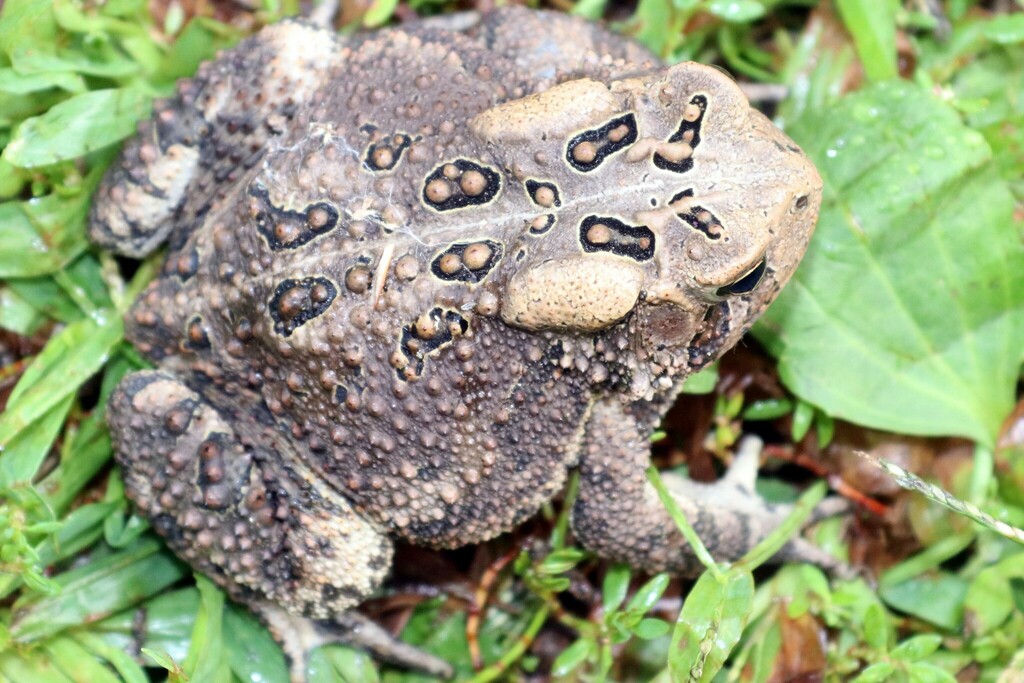 Eastern American Toad from Clarion County, PA, USA on September 8, 2023 ...