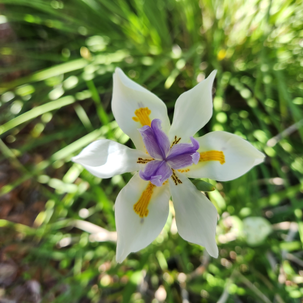 Large Fortnight Lily from Victoria Point QLD 4165, Australia on ...