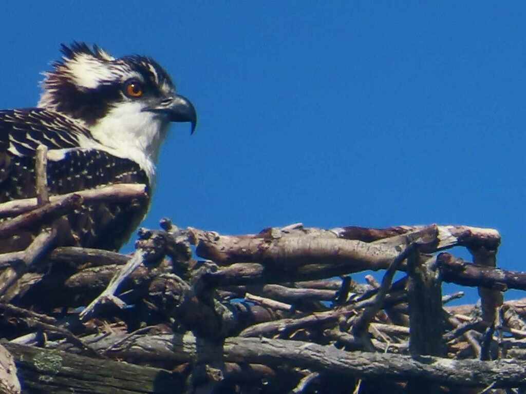 Osprey from Bruce County, ON, Canada on August 27, 2023 at 01:55 PM by ...