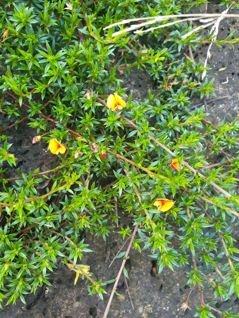 matted bush-pea from Eltham VIC 3095, Australia on September 9, 2023 at ...