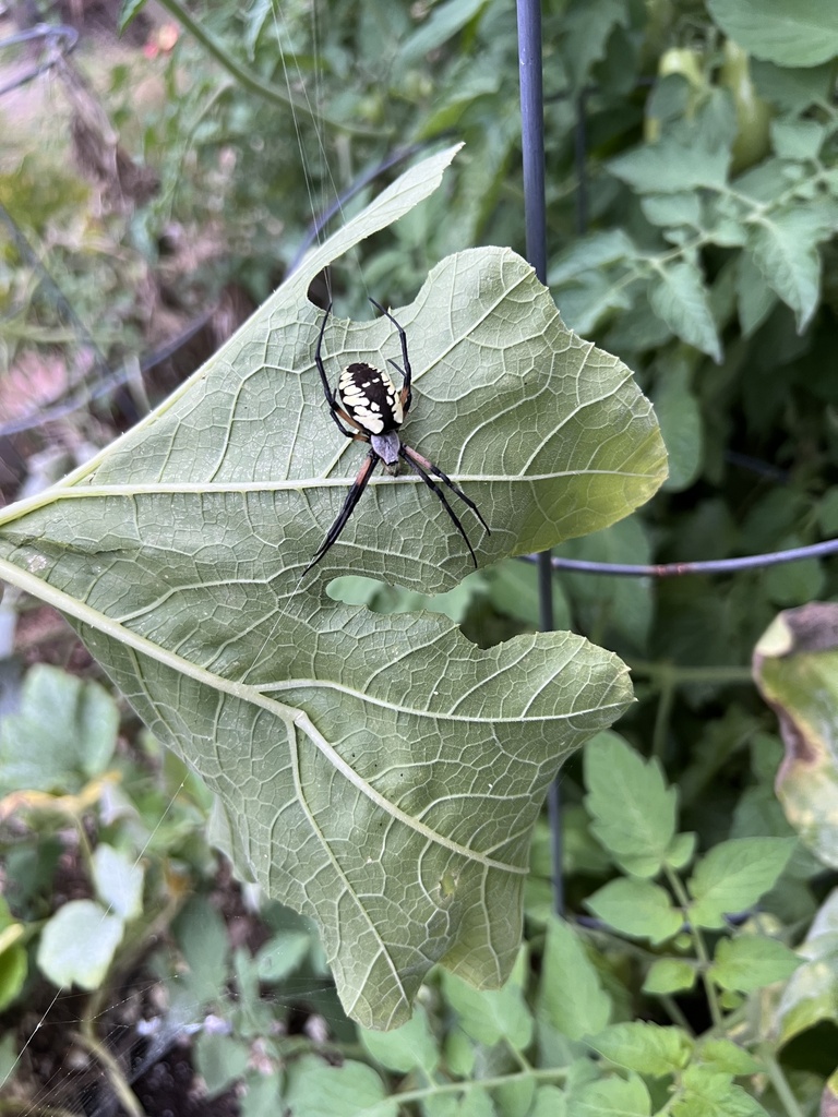 Yellow Garden Spider from Ruger Ave, Janesville, WI, US on September 8 ...