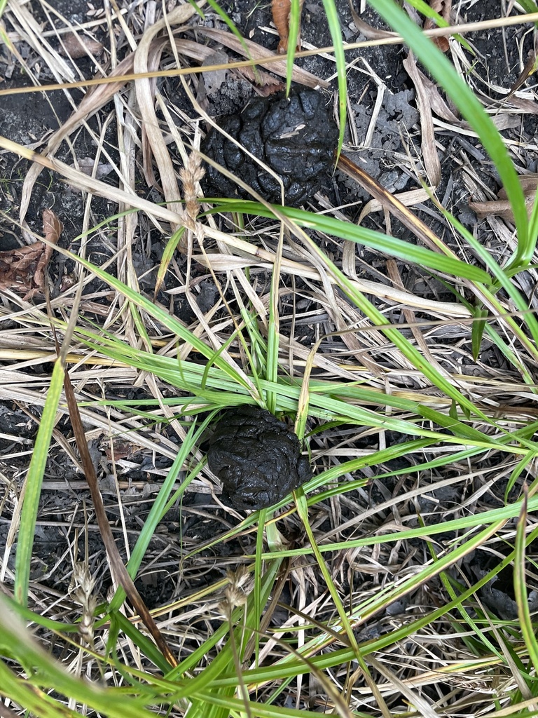 Common Snapping Turtle from Walton Woods Park, Buffalo, NY, US on ...