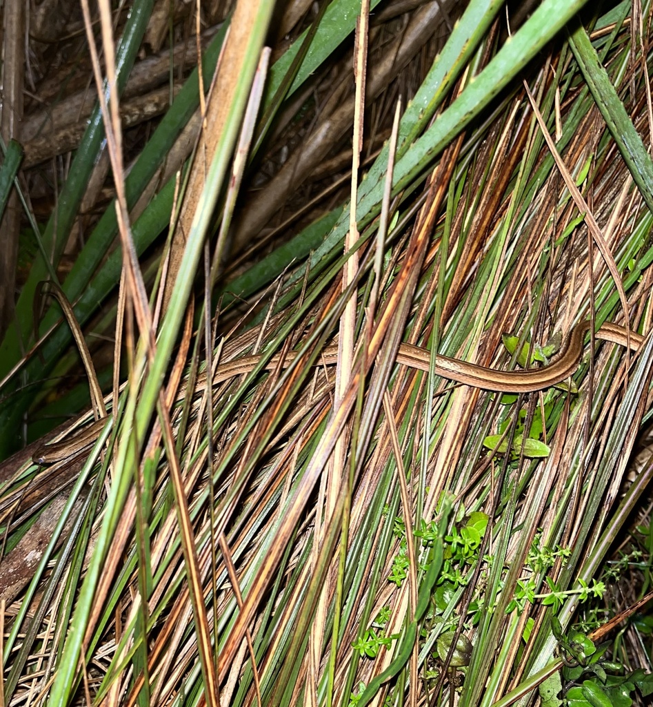 Keeled Sepia Snake from Treinta y Tres, Treinta y Tres, UY on September ...
