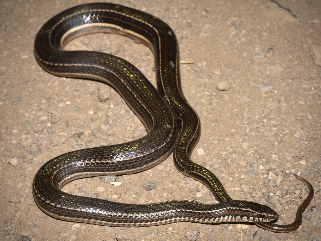 Dunn's Road Guarder from Vía 254, Carrillo, Guanacaste, CR on February ...