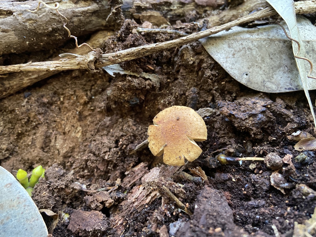 Descolea recedens from Copacabana, NSW, AU on September 9, 2023 at 10: ...