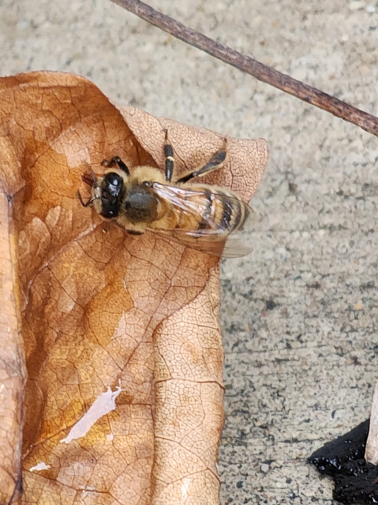 Western Honey Bee from Decatur, IL 62522, USA on September 8, 2023 at ...