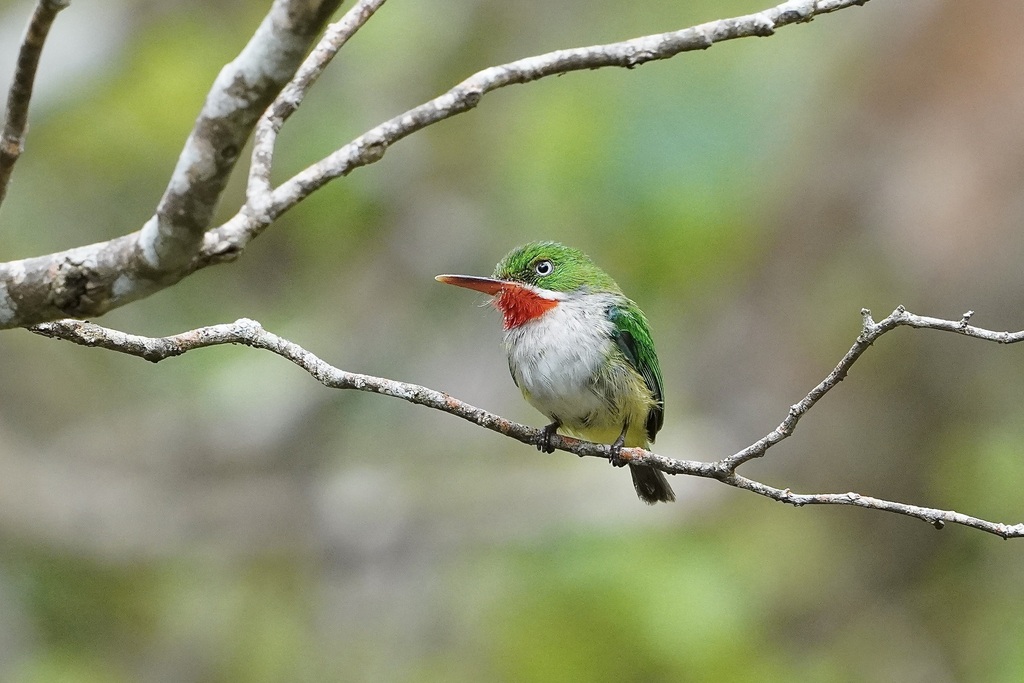 Puerto Rican Tody from Montoso, Maricao 00606, Puerto Rico on June 4 ...