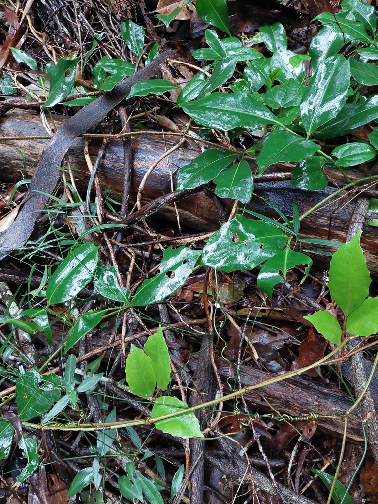 Native Grape from Mount Coot-Tha QLD 4066, Australia on July 5, 2022 at ...
