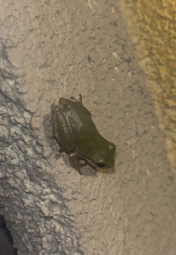 Squirrel Treefrog from Galveston Island, Galveston, TX, US on September ...