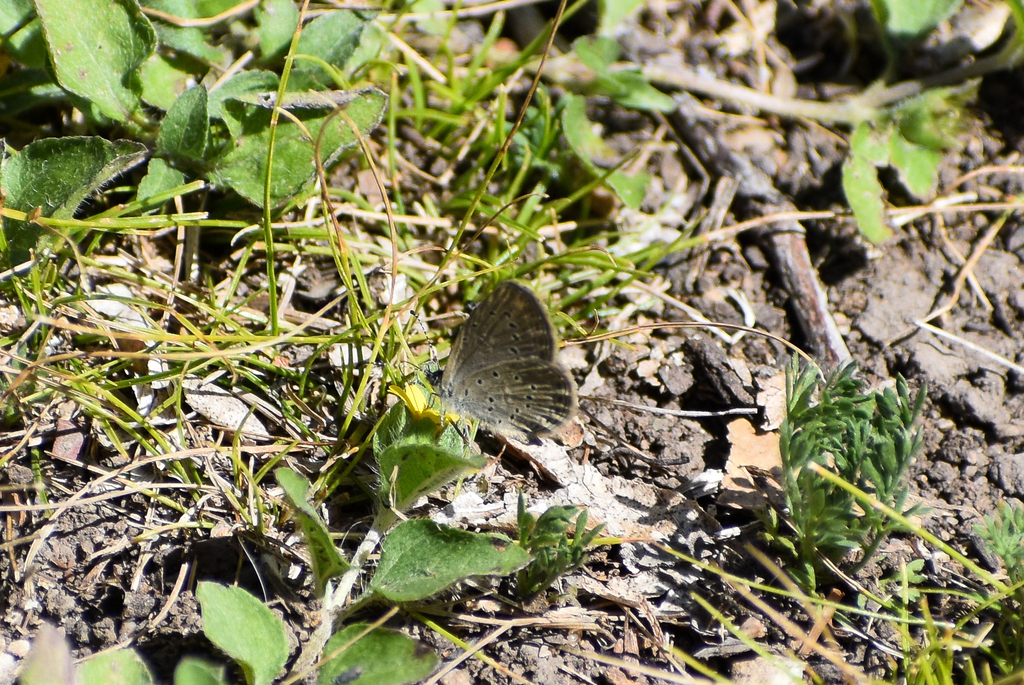 Tiny Grass Blue from Brisbane QLD, Australia on September 9, 2023 at 12 ...