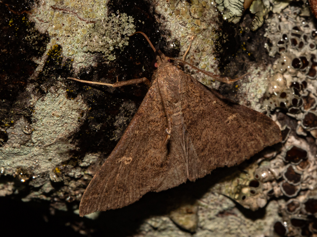 Discolored Renia Moth from Anne Arundel County, MD, USA on September 3 ...