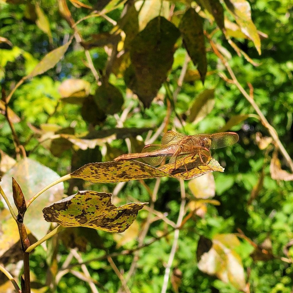 Sympetrum uniforme from Хабаровский край, Россия, 680000 on September 9 ...