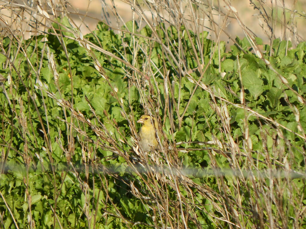Siskins and New World Goldfinches from Plottier, Neuquén, Argentina on ...
