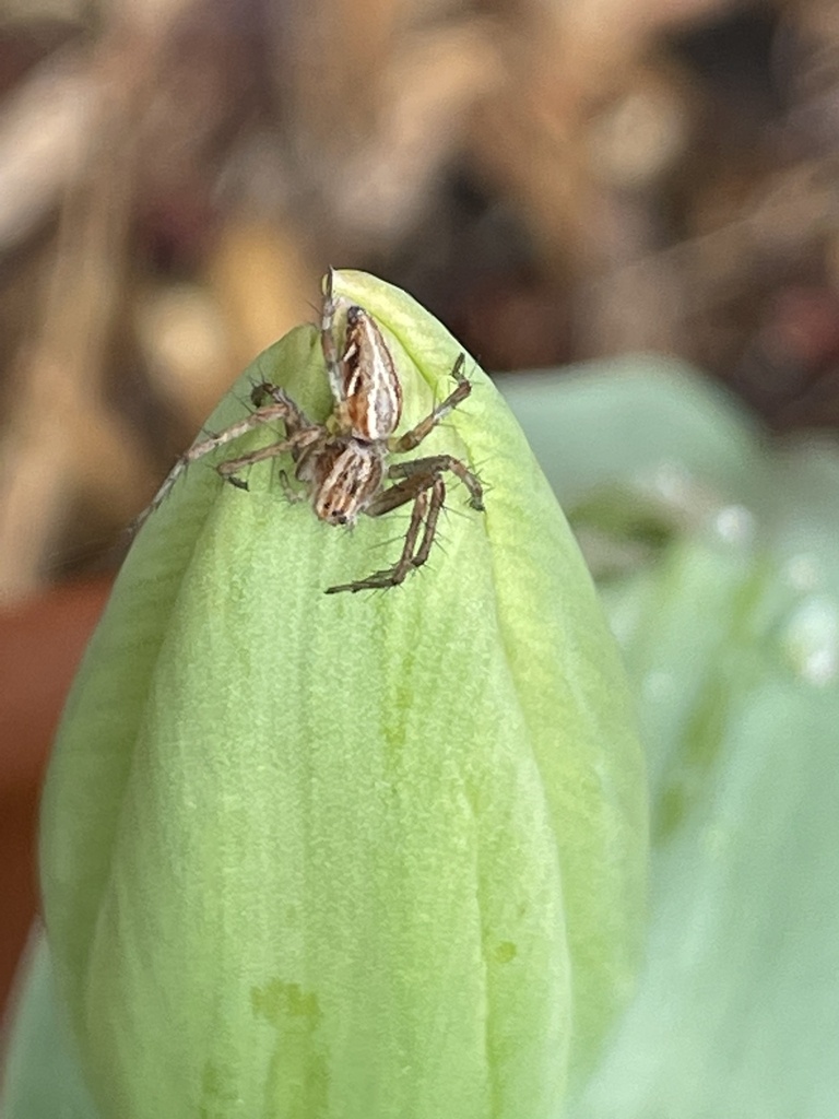 Farmland Lynx Spider from Jeremy Way, Frankston South, VIC, AU on ...