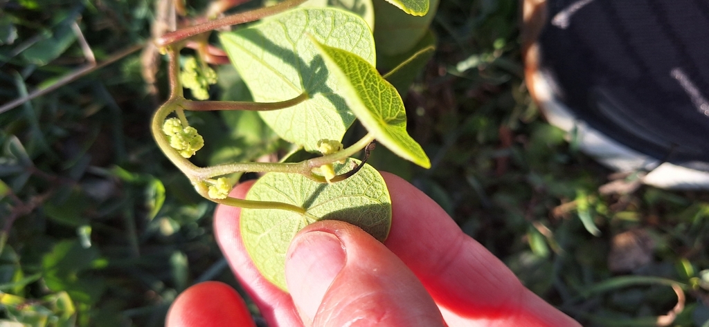 Tapevine on September 9, 2023 at 03:50 PM by kylie harding. Vine ...