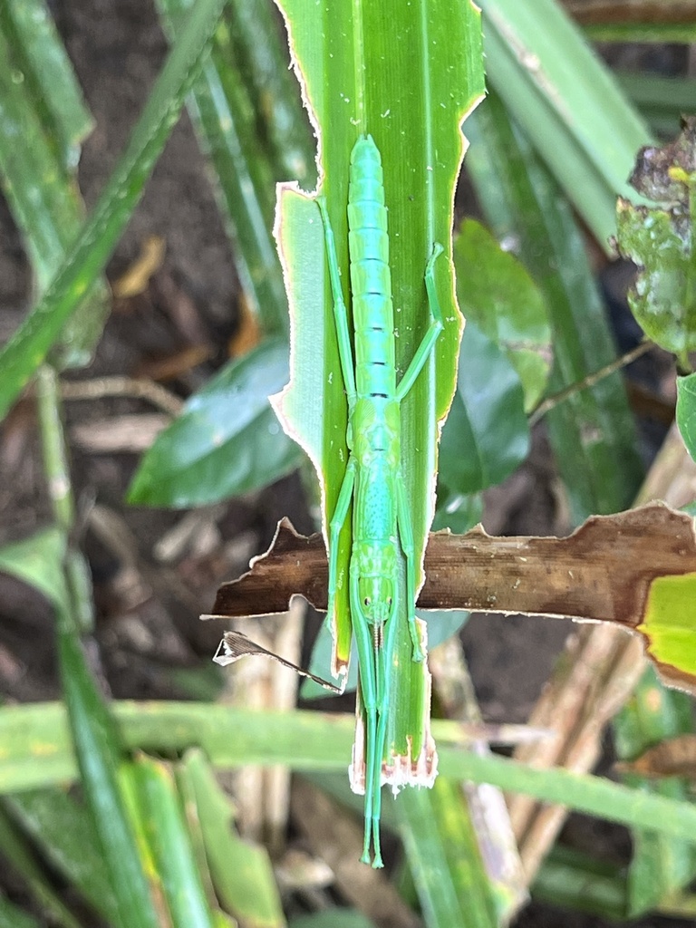 Peppermint Stick Insect from Noah Creek, Thornton Beach, QLD, AU on ...