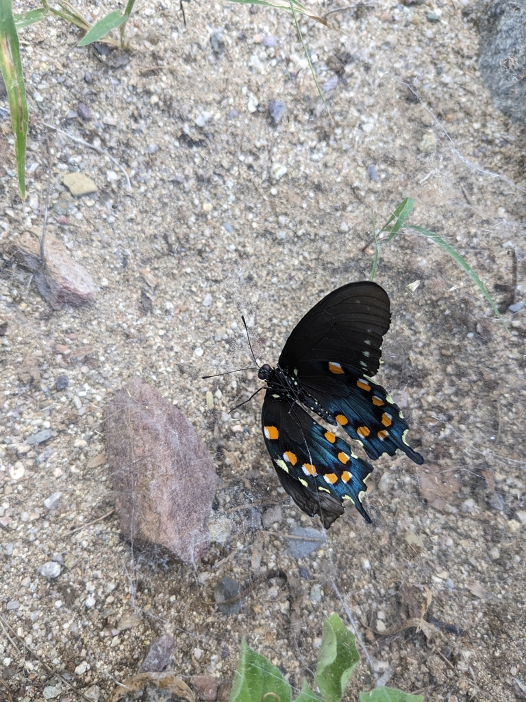 Pipevine Swallowtail from Sahuarita, AZ 85629, USA on September 8, 2023 ...