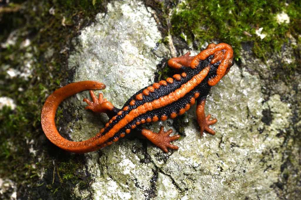 Tritoes Anfibios Os Bizarros Tritões Permanecem Filhotes Por Toda A