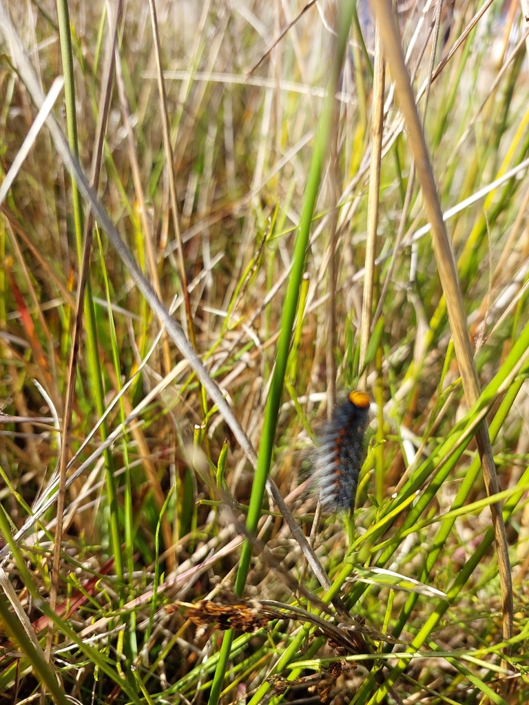Mountain White-spot from Weltevreden Valley, Cape Town, 7785, South ...