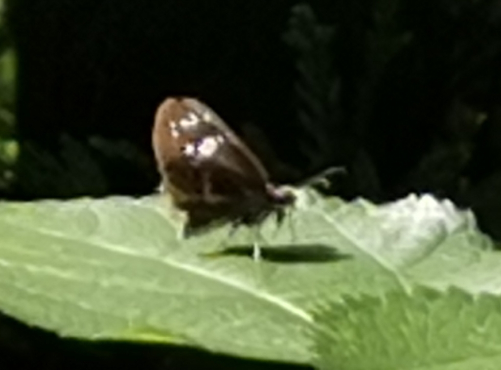 White-banded Flat in September 2023 by いのてっつー · iNaturalist