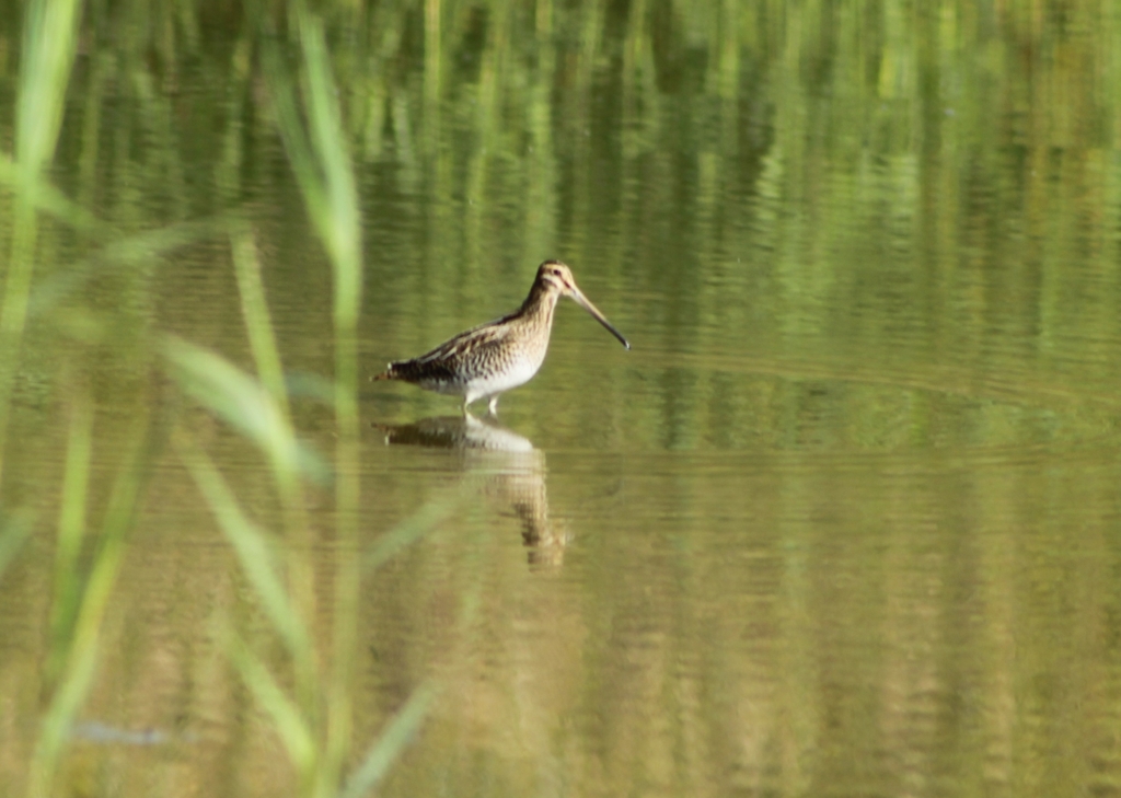 Common Snipe from Фрунзенский район, Минск, Беларусь on September 9, 2023 at 10:14 AM by Roman ...