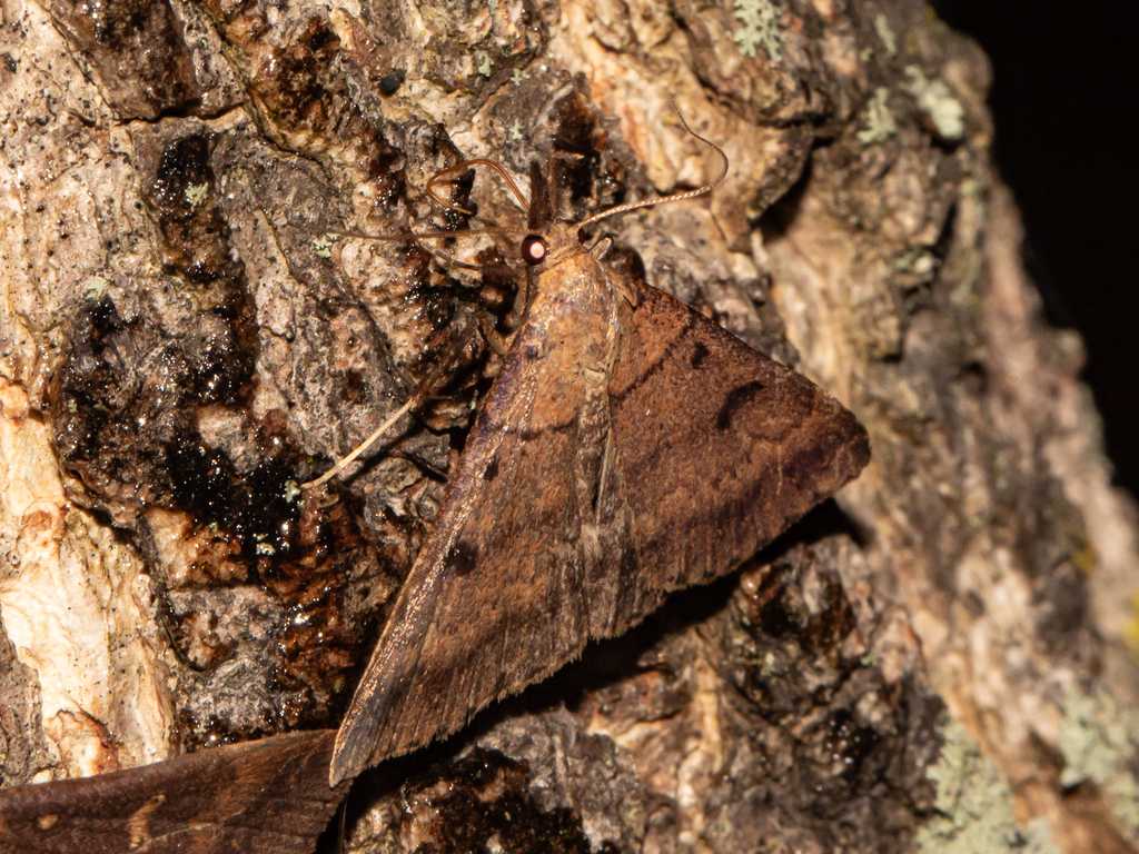 Chocolate Renia Moth from Anne Arundel County, MD, USA on September 3 ...