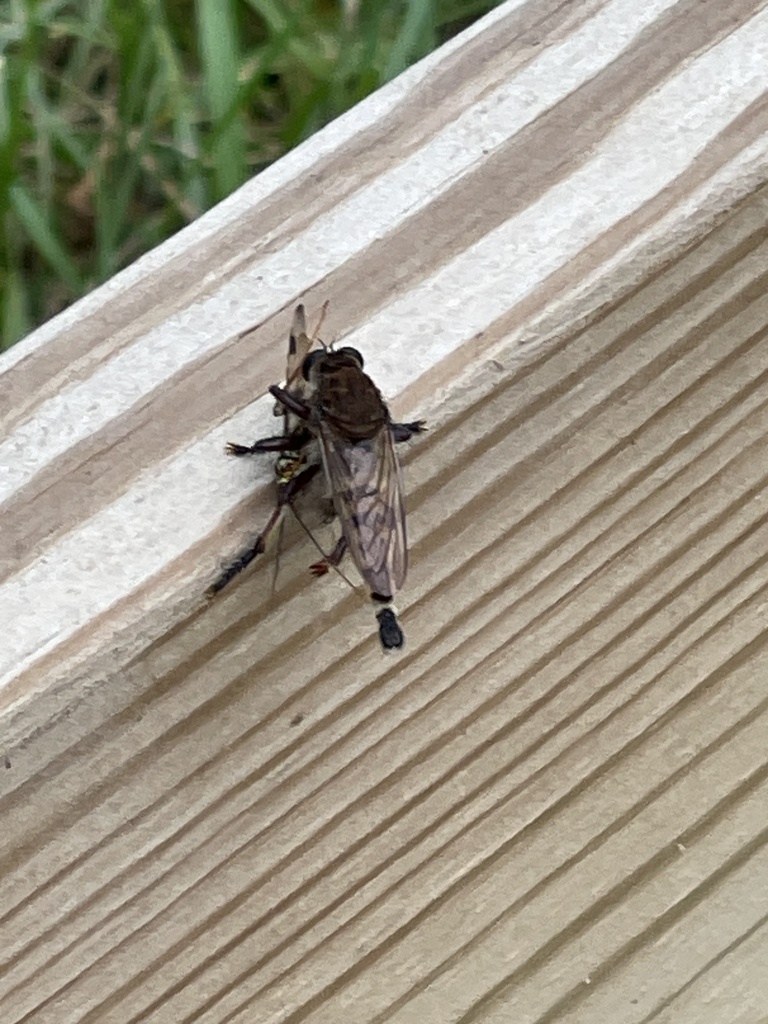 Maroon-legged Lion Fly from Wilmington, OH, US on September 8, 2023 at ...