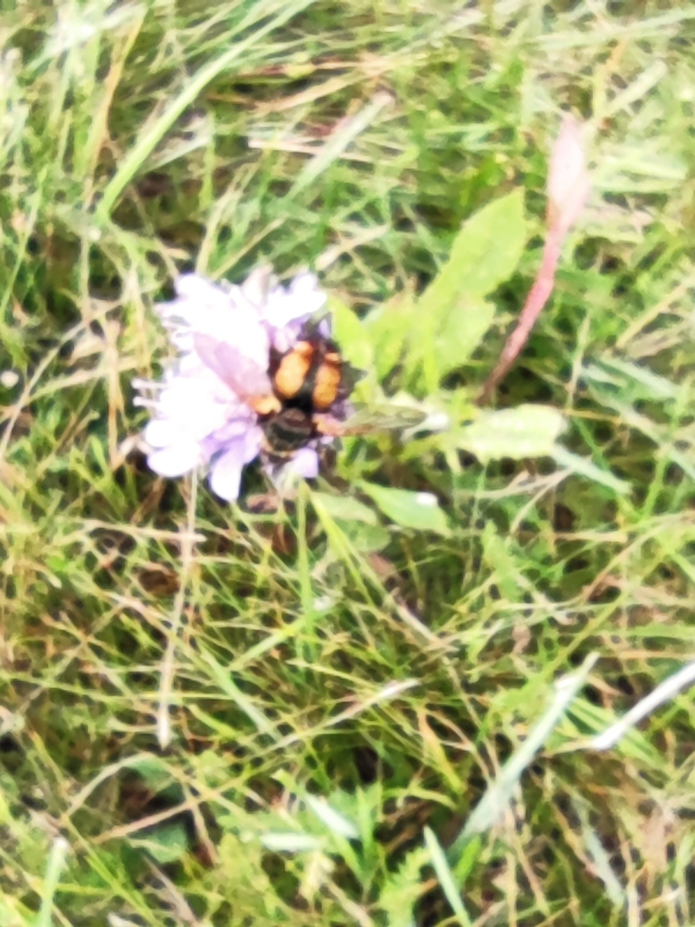 Cyclorrhaphan Flies from Tööstuse tänav, Vastseliina, 65201 Võru ...