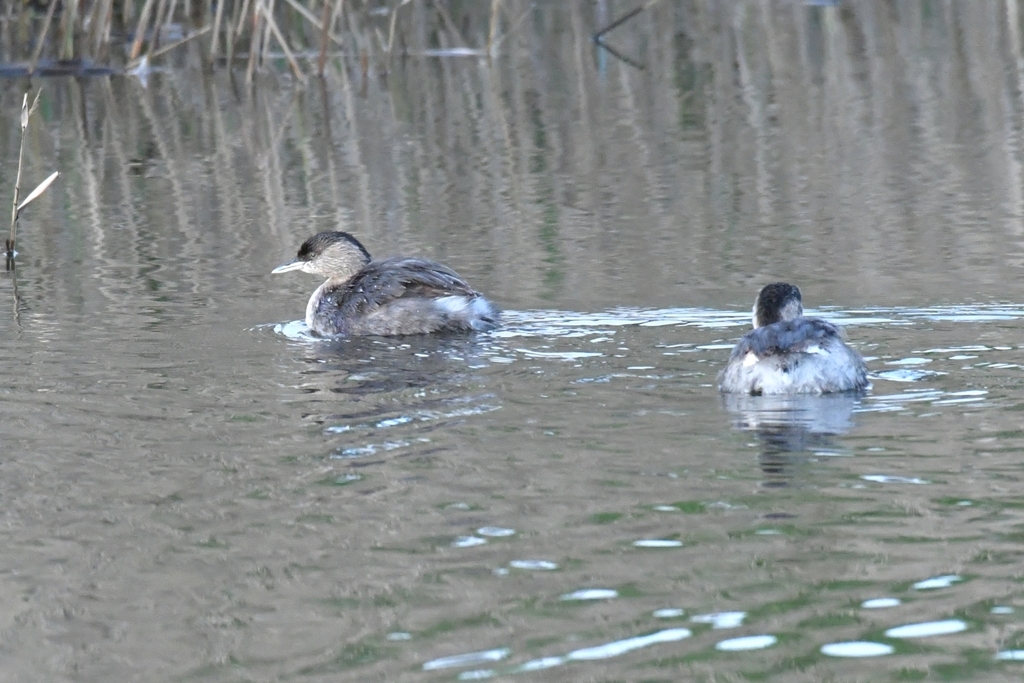 Hoary-headed Grebe from Seaford VIC 3198, Australia on September 9 ...