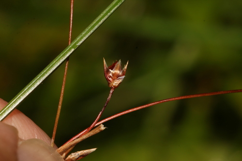 Luzula jimboi · iNaturalist