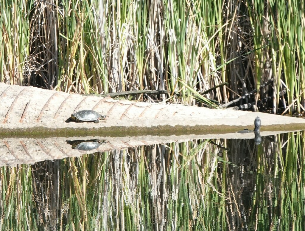 Western Painted Turtle from Denver Audubon Nature Center on September 8 ...