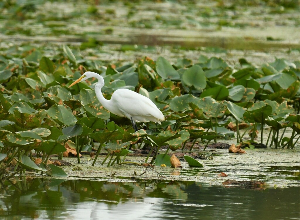 Great Egret from Portage Lakes, OH 44319, USA on September 9, 2023 at ...