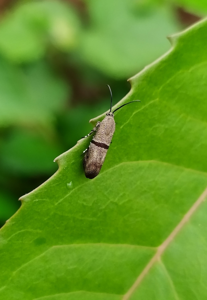 Phycodes minor from X9RV+JX4, Parassinikadavu, Kerala 670563, India on ...