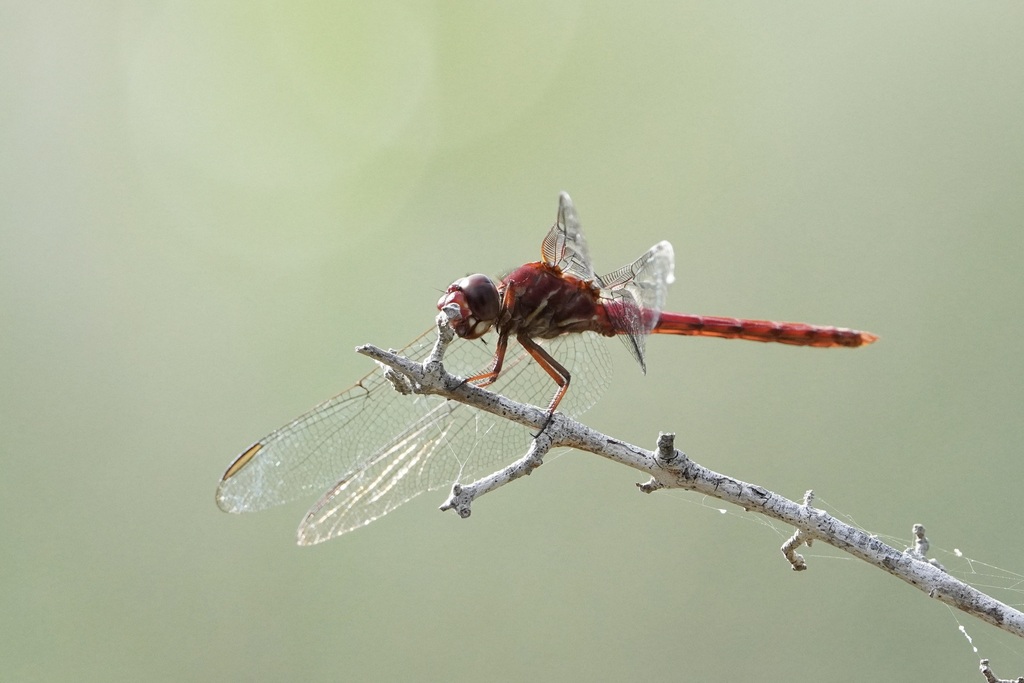 Tropical King Skimmers from Carenero, Guánica 00653, Puerto Rico on ...
