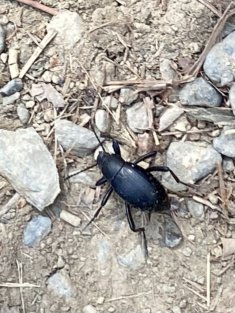 Promus from Parque Ecológico Chipinque, San Pedro Garza García, N.L ...