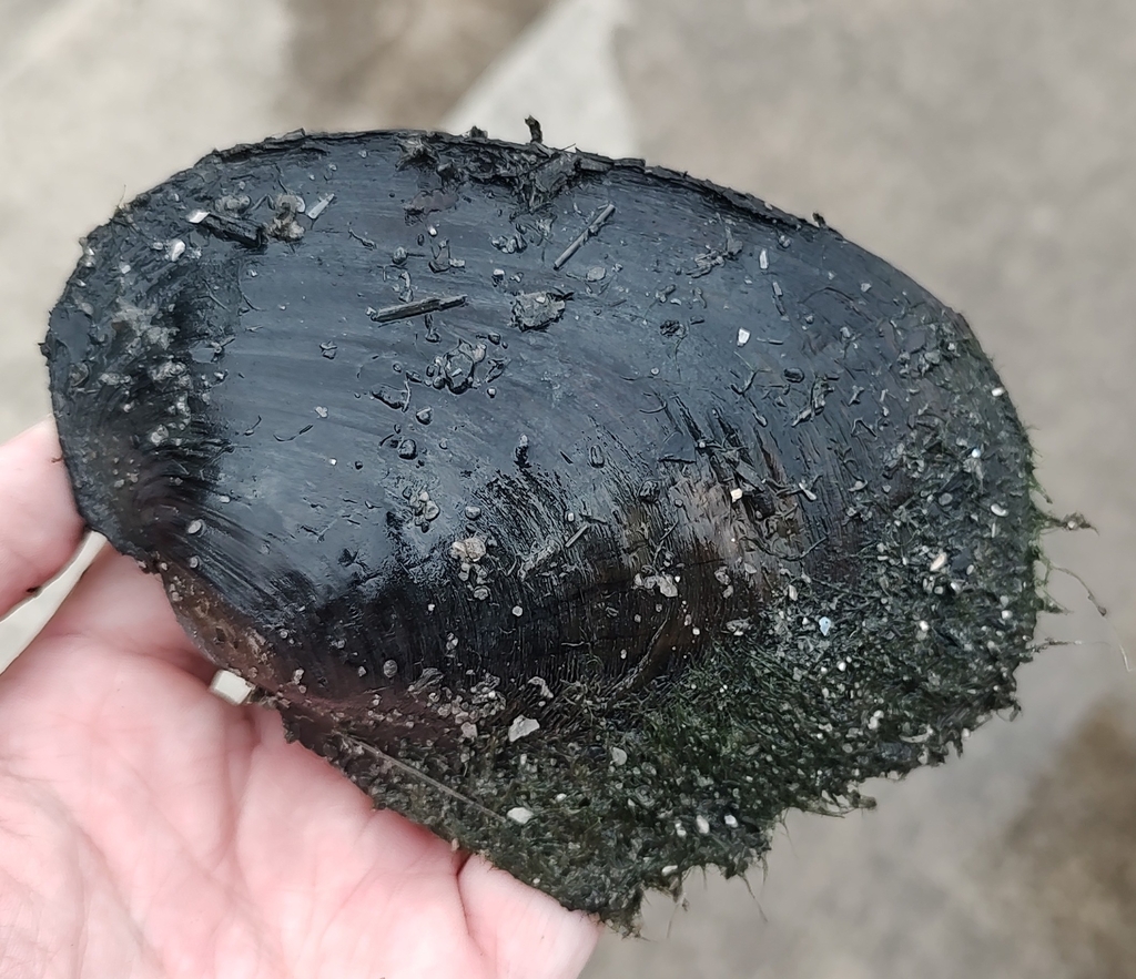 Pink Heelsplitter from Providence Township, OH, USA on September 9 ...