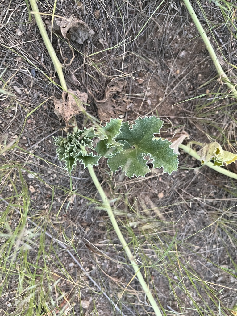 melon loco from S Helvetia Rd, Sahuarita, AZ, US on September 9, 2023 ...
