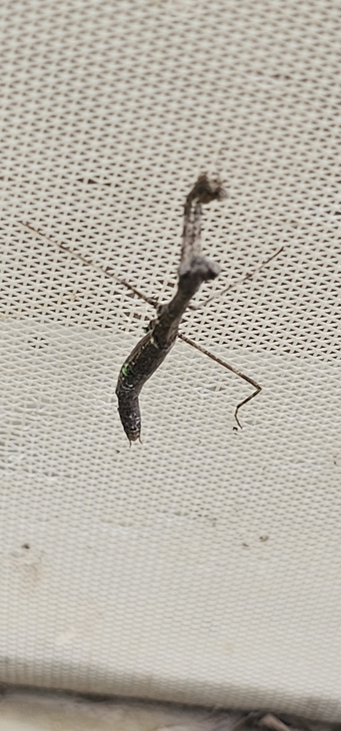 Musonia remota from HFGV+CH6, San Jose de Ocoa 93000, Dominican ...