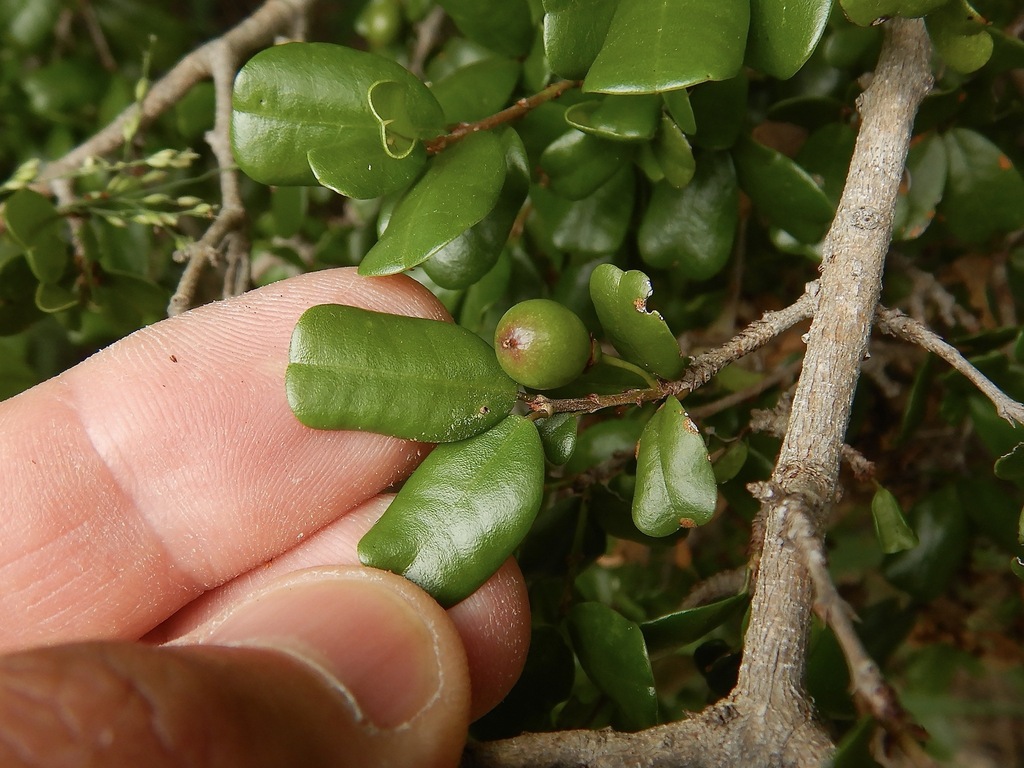 Reynosia uncinata from Carenero, Guánica 00653, Puerto Rico on June 5 ...