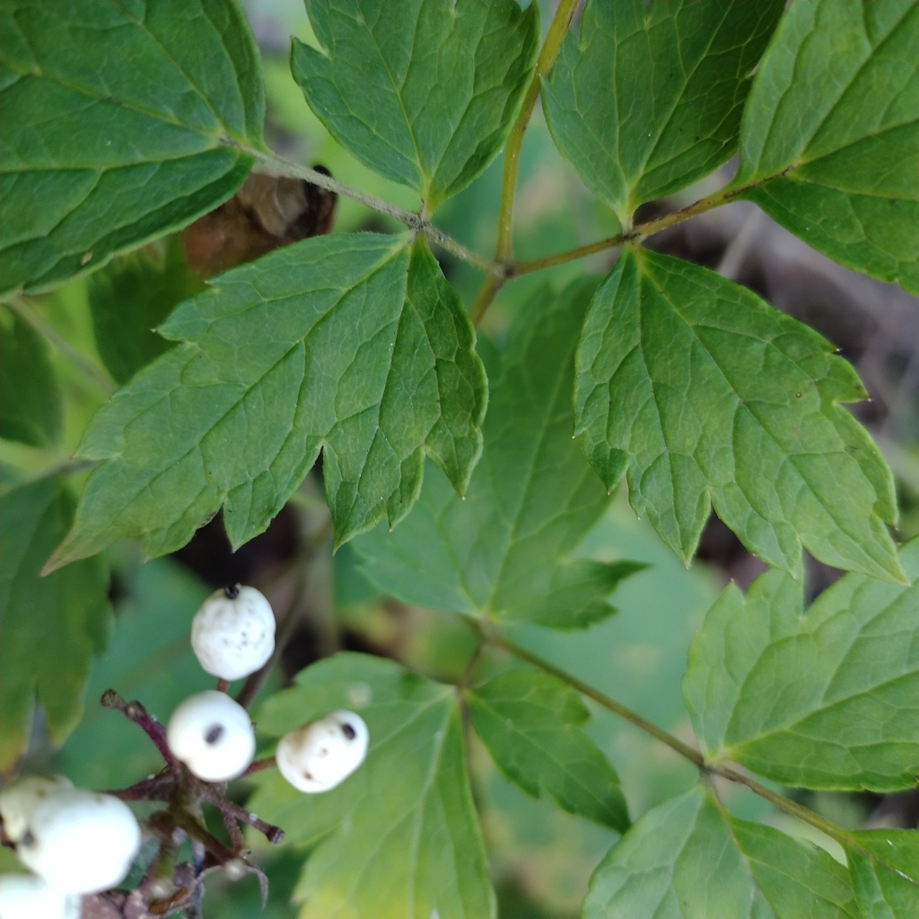 baneberries and cohoshes from Thunder Bay, CA-ON, CA on August 30, 2023 ...