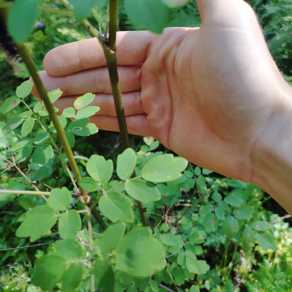 tall meadow-rue from Thunder Bay, CA-ON, CA on August 30, 2023 at 11:46 ...