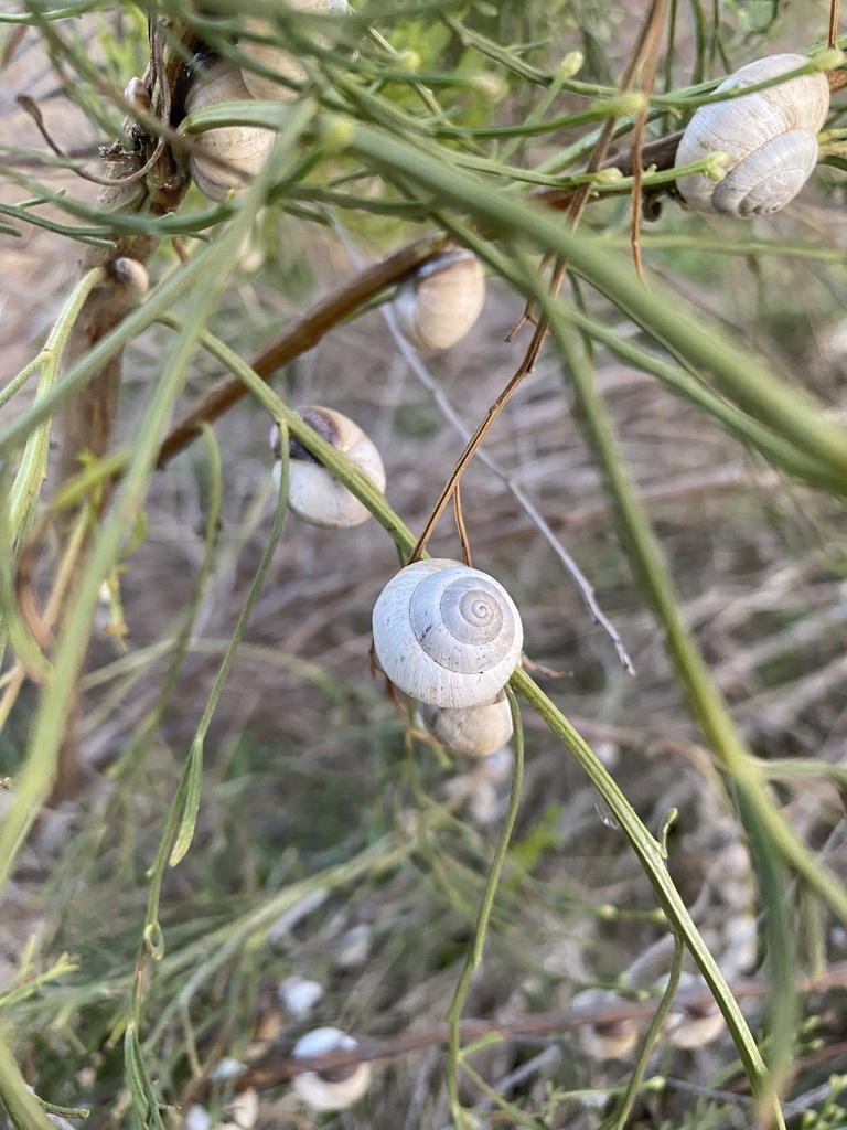 White Italian Snail from Mission Trails Regional Park, San Diego, CA ...